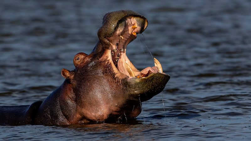 Andre Serfontein – Photographic Society of South Africa