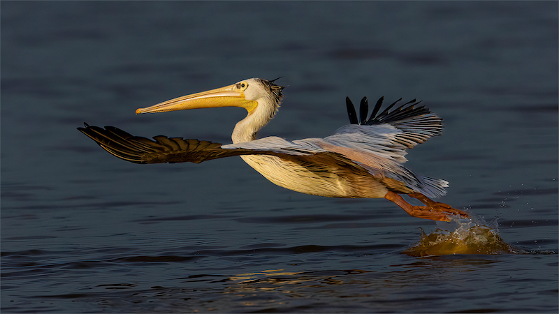 Andre Serfontein – Photographic Society of South Africa