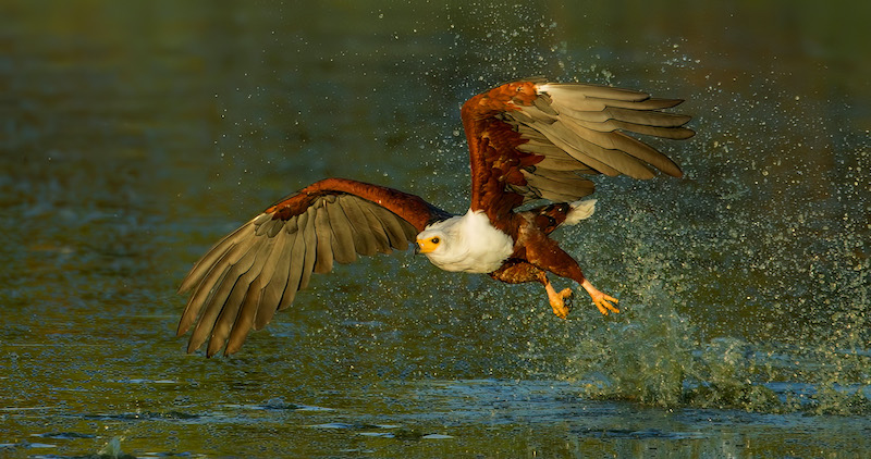 Andre Serfontein – Photographic Society of South Africa