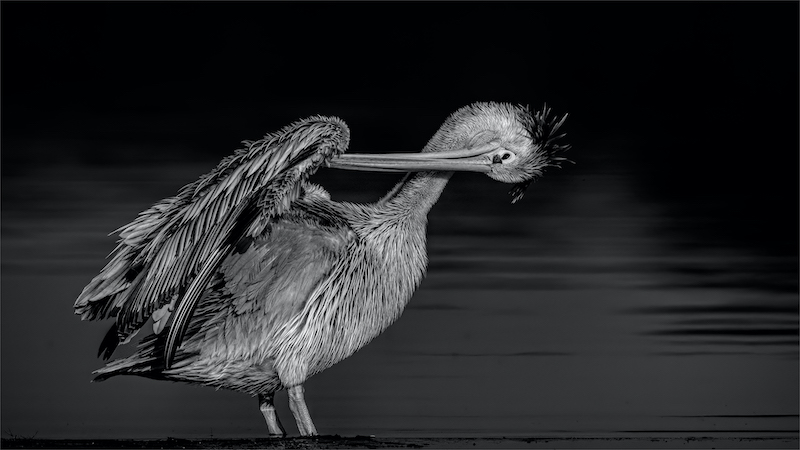 Andre Serfontein – Photographic Society of South Africa