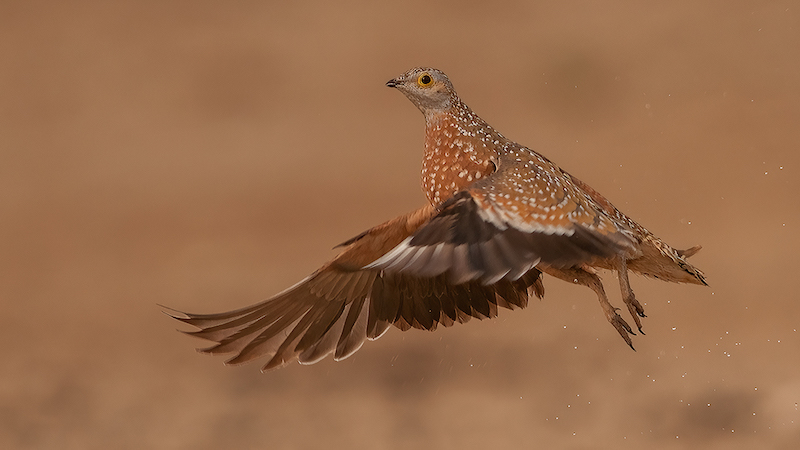 Senior Club Competition Winners June 2023 – Photographic Society of ...