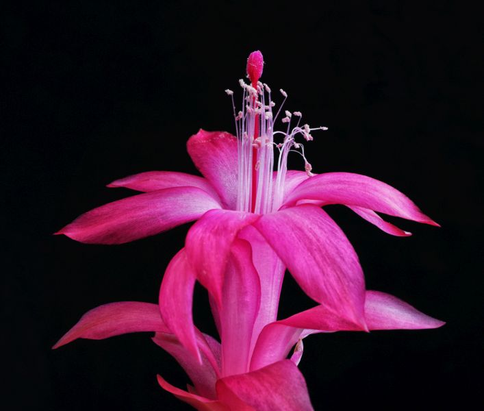 Website Competition Winners June 2023 – Photographic Society of South ...