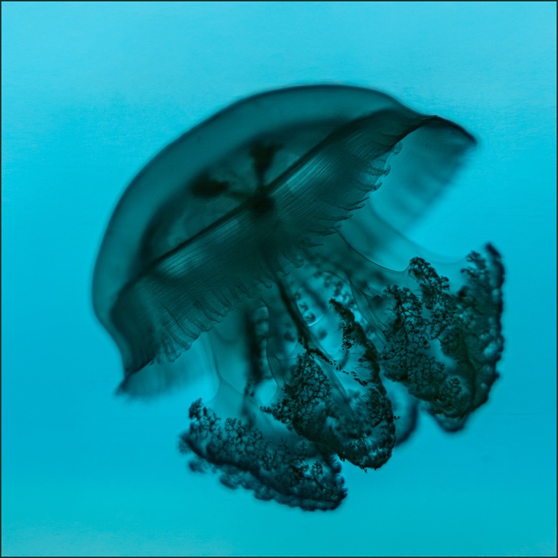 Junior Club Competition Winners Mar 2025 – Photographic Society of ...