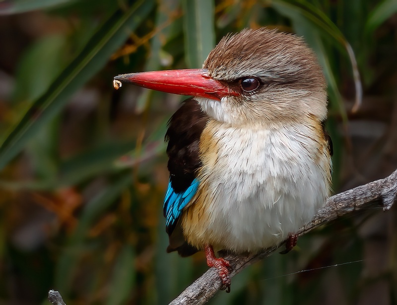 Junior Club Competition Winners Mar 2025 – Photographic Society of ...